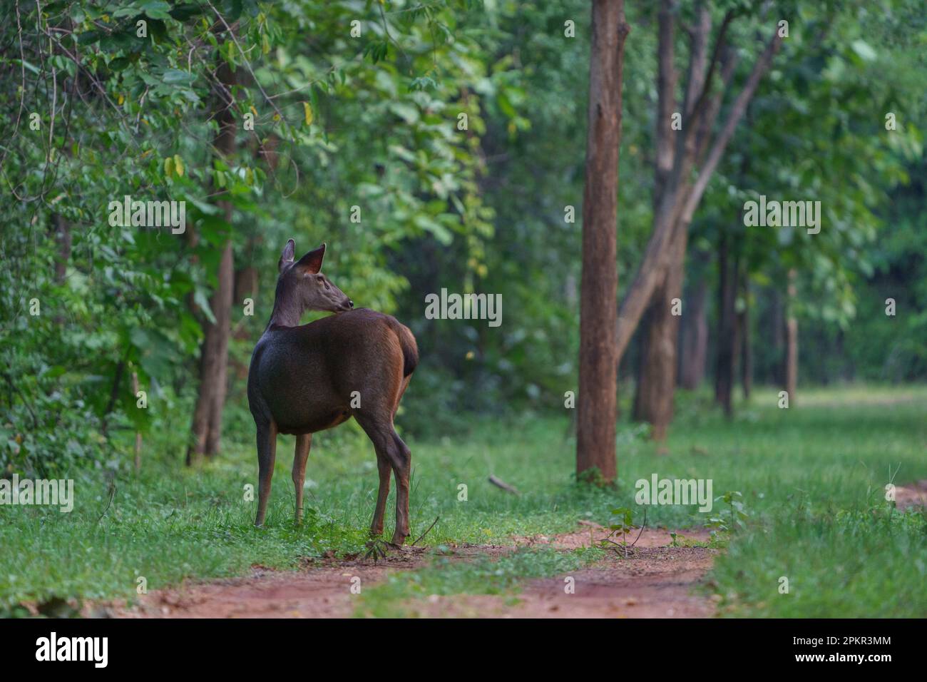 Sambar deer (Rusa unicolor) standing between the trees and looking back ...