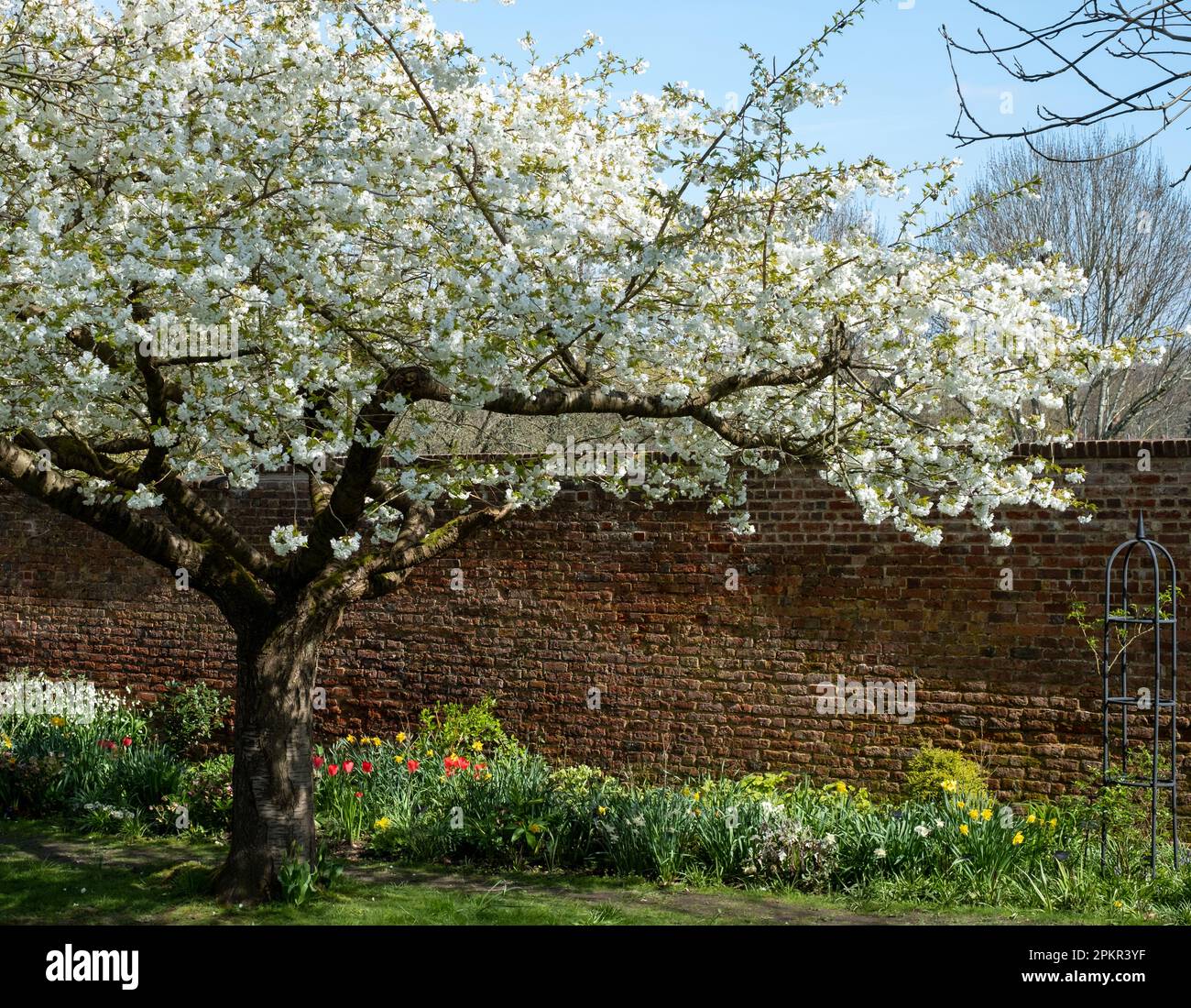 Tree with fresh white blossom, outside the hisoric walled garden at ...