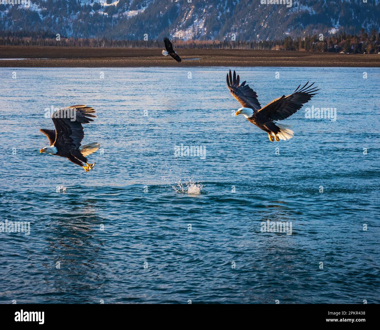 Three eagles fishing with snow covered forested mountains in background ...
