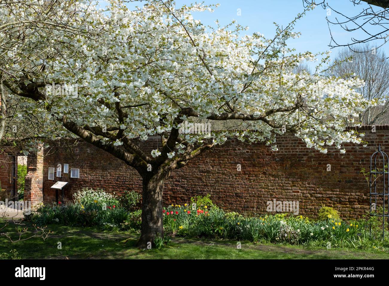 Tree with fresh white blossom, outside the hisoric walled garden at ...