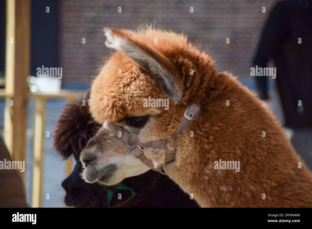 London, England, UK. 9th Apr, 2023. A Vauxhall City Farm alpaca meets ...