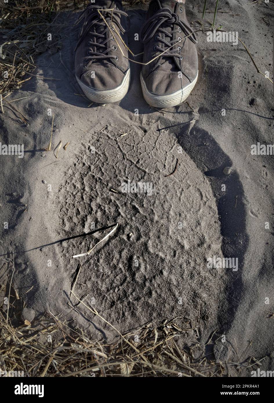 Elephant footprint hi-res stock photography and images - Alamy