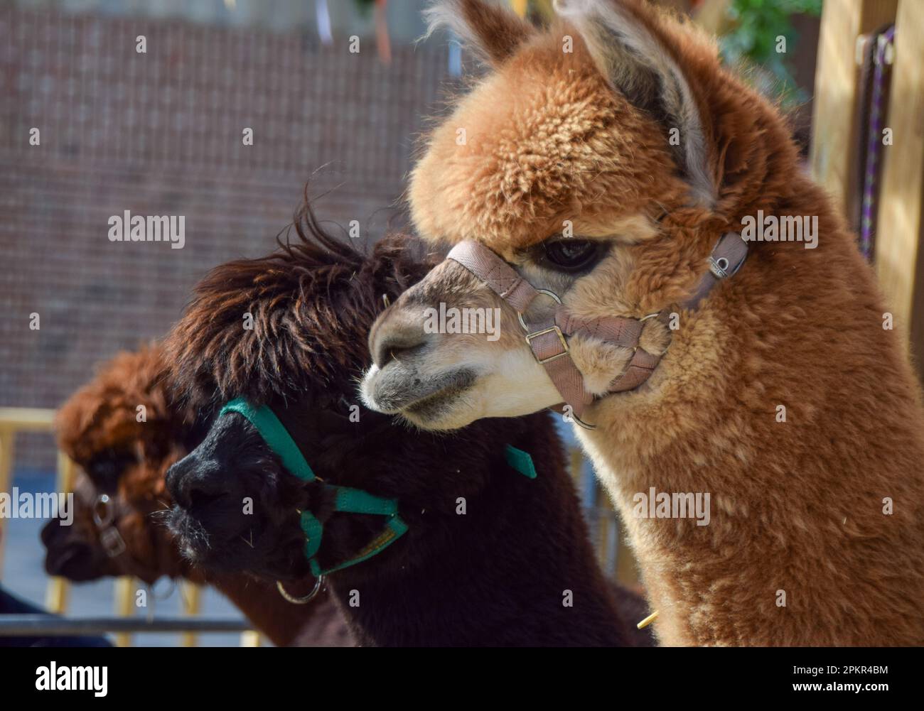London, England, UK. 9th Apr, 2023. Vauxhall City Farm alpacas meet ...