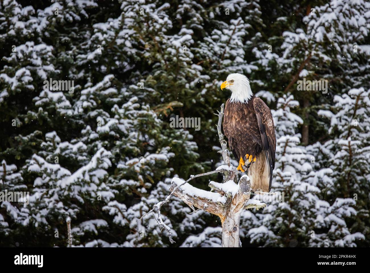 Bald eagle in the forest hi-res stock photography and images - Alamy