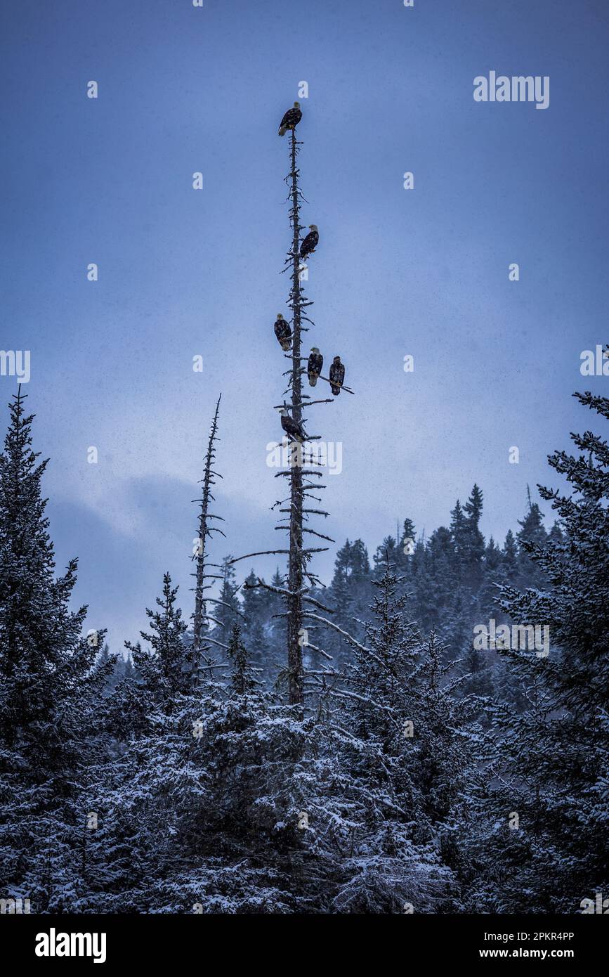 Eagles sitting in tree waiting to swoop down on prey Stock Photo - Alamy