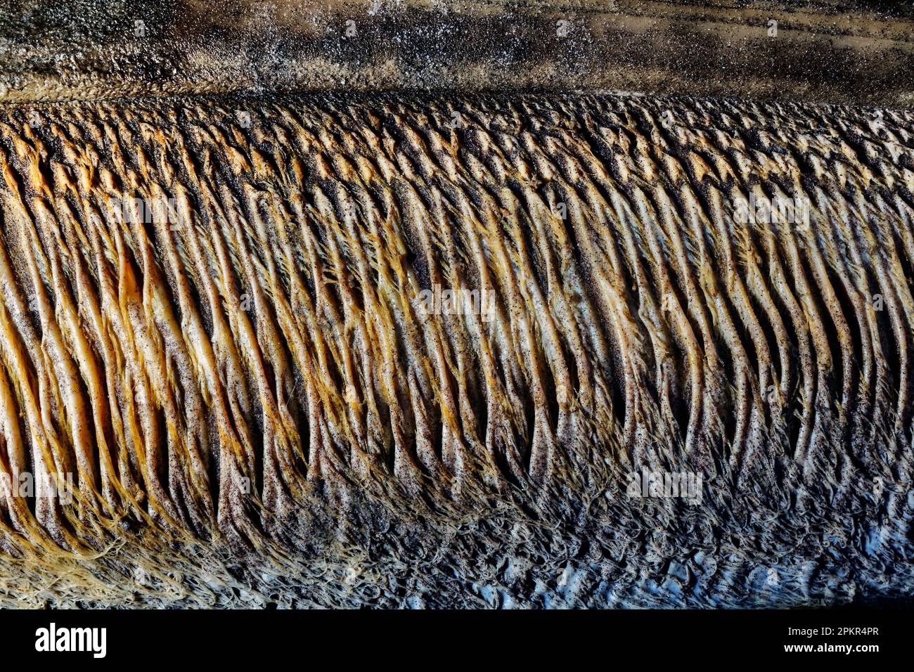 Beached whale africa hi-res stock photography and images - Alamy