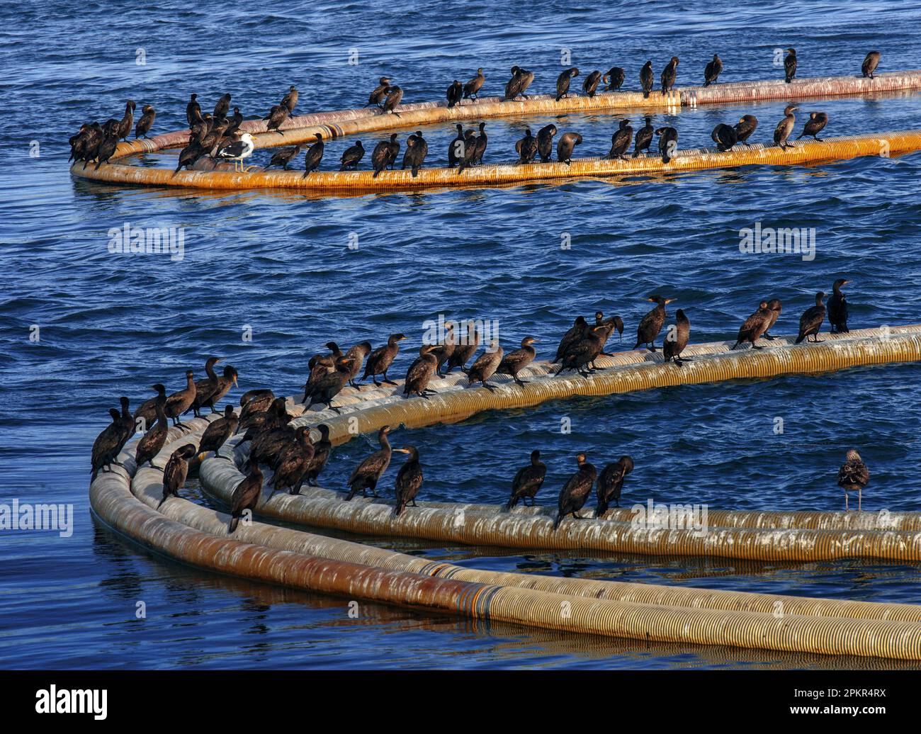 Cape Comorants (Phalacrocorax capensis) sit on diamond diving pipes in ...