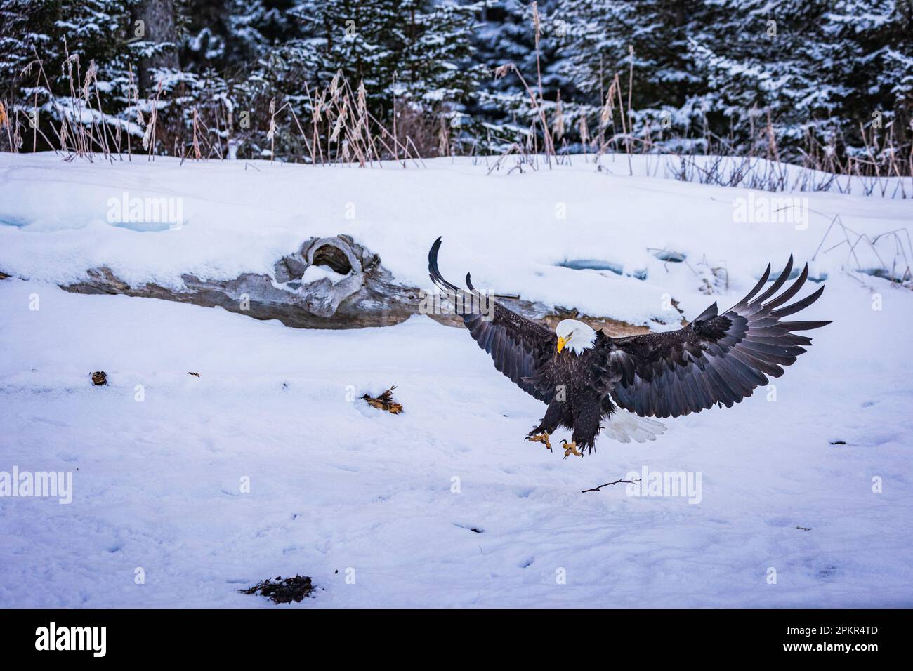 Eagle picking up fish on snow covered beach with wings spread and ...