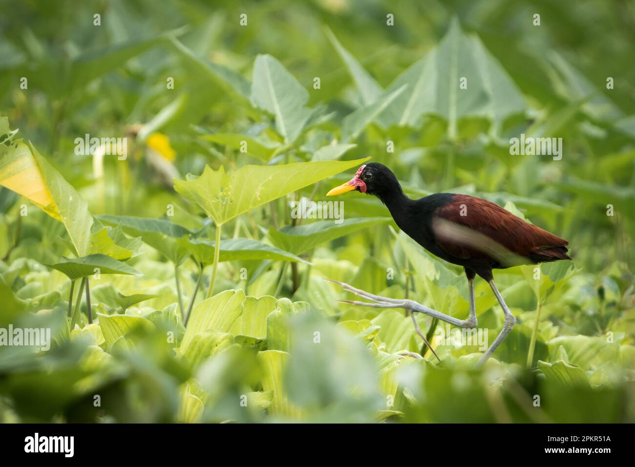 Jesus bird hi-res stock photography and images - Alamy