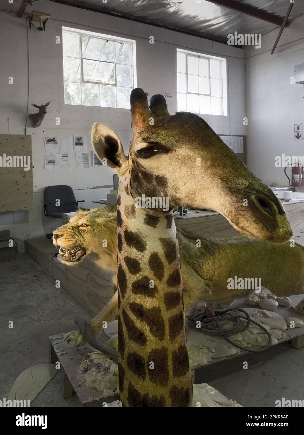 Giraffe and lion trophies stand in a taxidermist in Graaff Reinet Stock ...