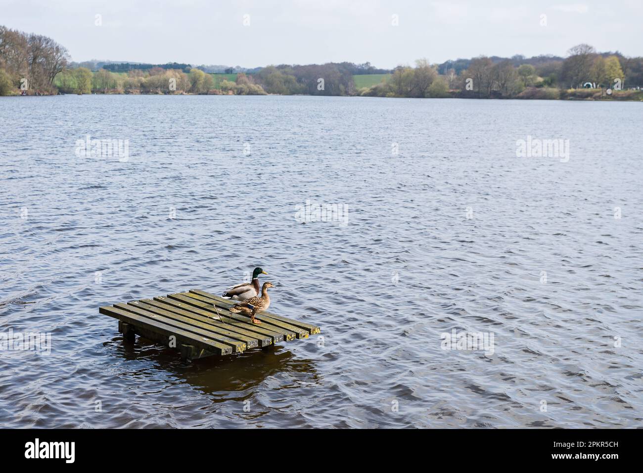 Pair of ducks on a fishing platform on Carr Mill Dam near St Helens ...