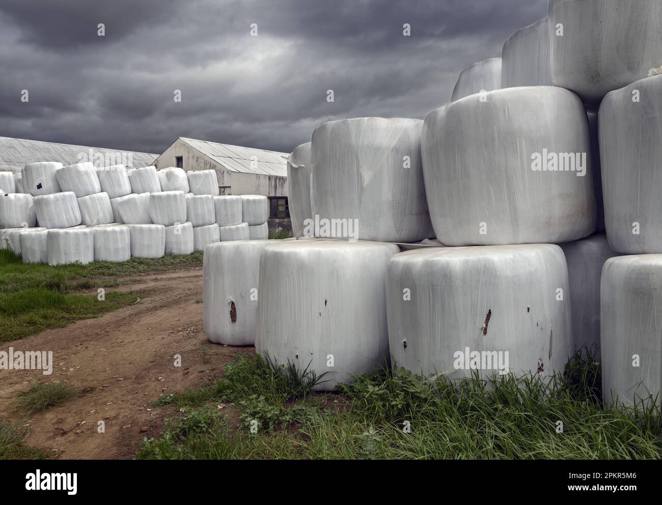 Bails of hay, wrapped in plastic, lie behind a shed on the farm ...