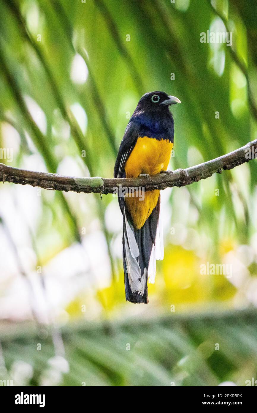 Amazonia Trogon (Trogon ramonianus) in the Peruvian Amazon Stock Photo ...