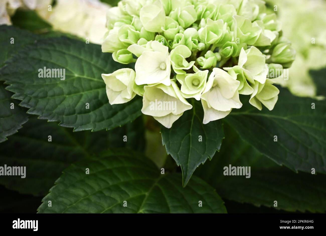 Colorful hydrangeas banner, close up. Purple blue pink hortensia ...