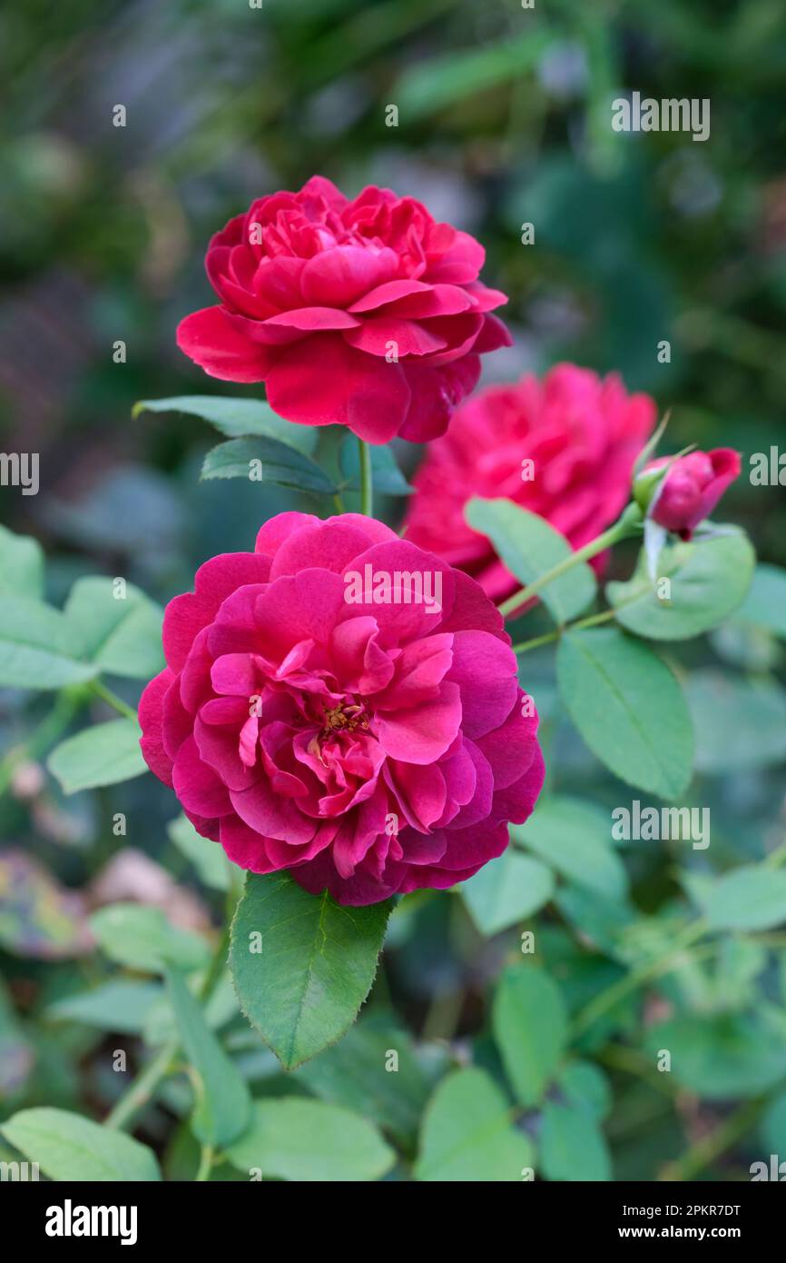 Munstead wood hi-res stock photography and images - Alamy