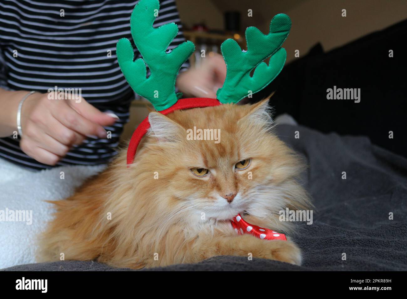 Ginger, fluffy cat Stock Photo - Alamy