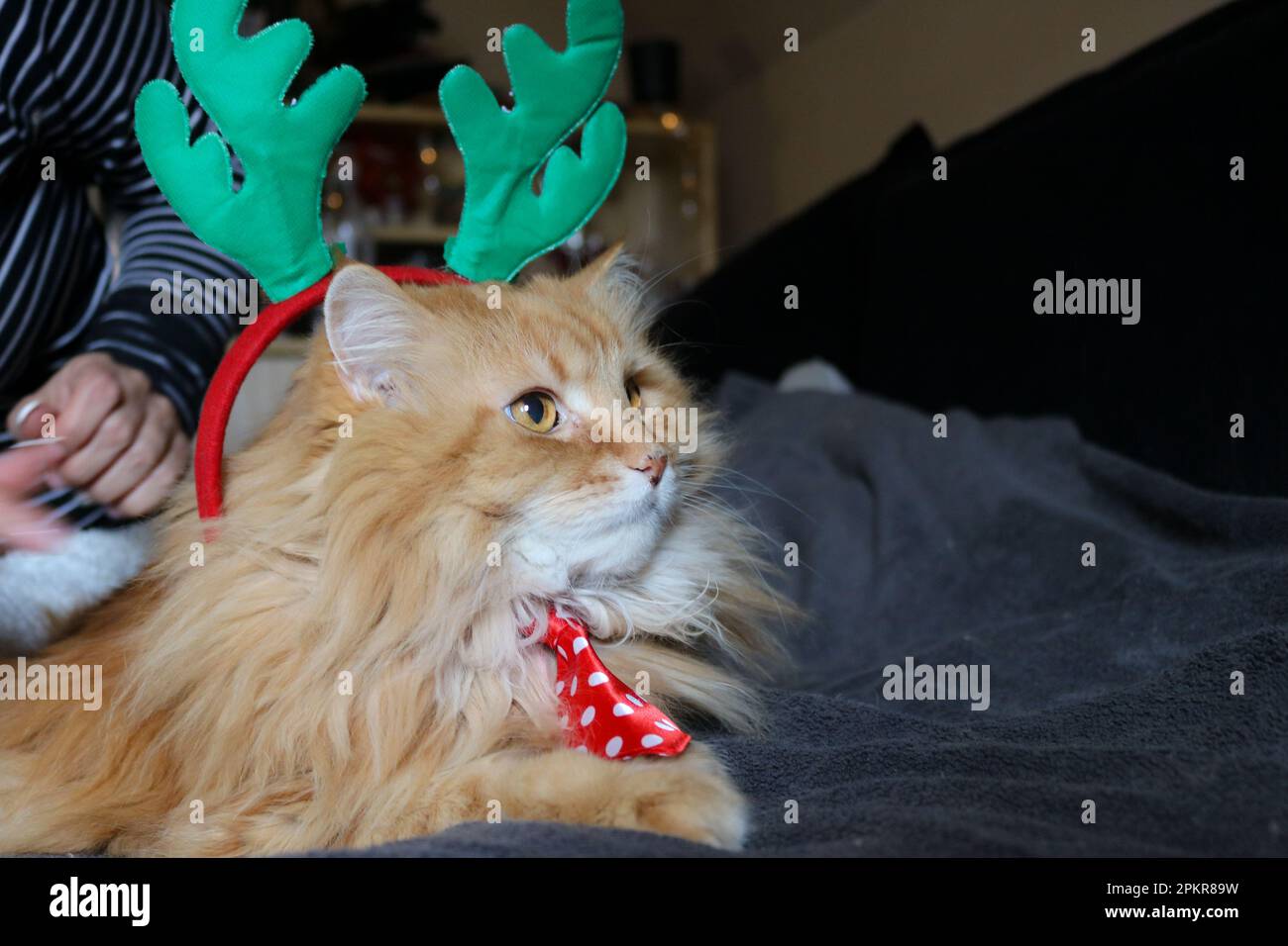 Ginger, fluffy cat Stock Photo - Alamy