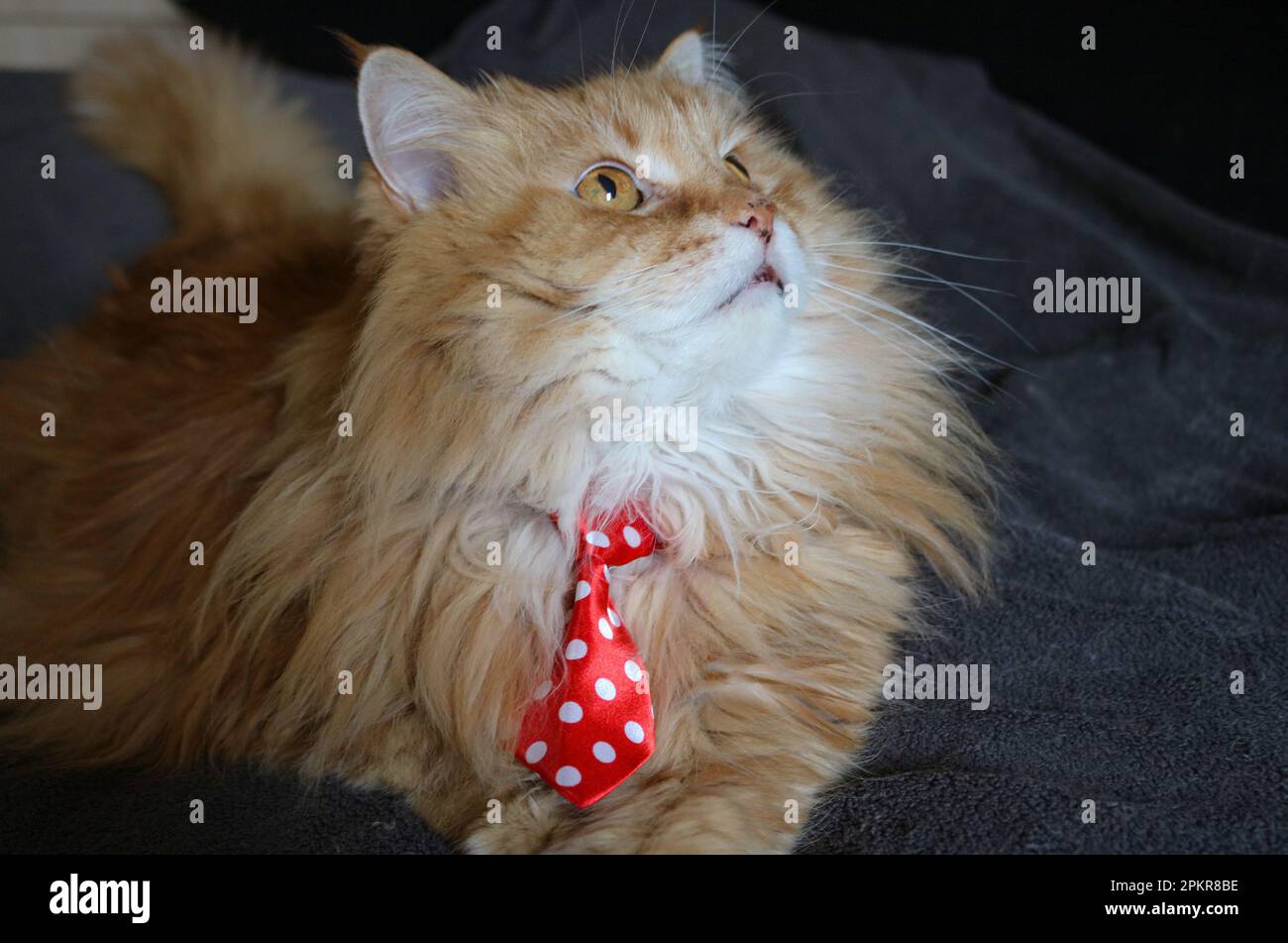 Ginger, fluffy cat Stock Photo - Alamy