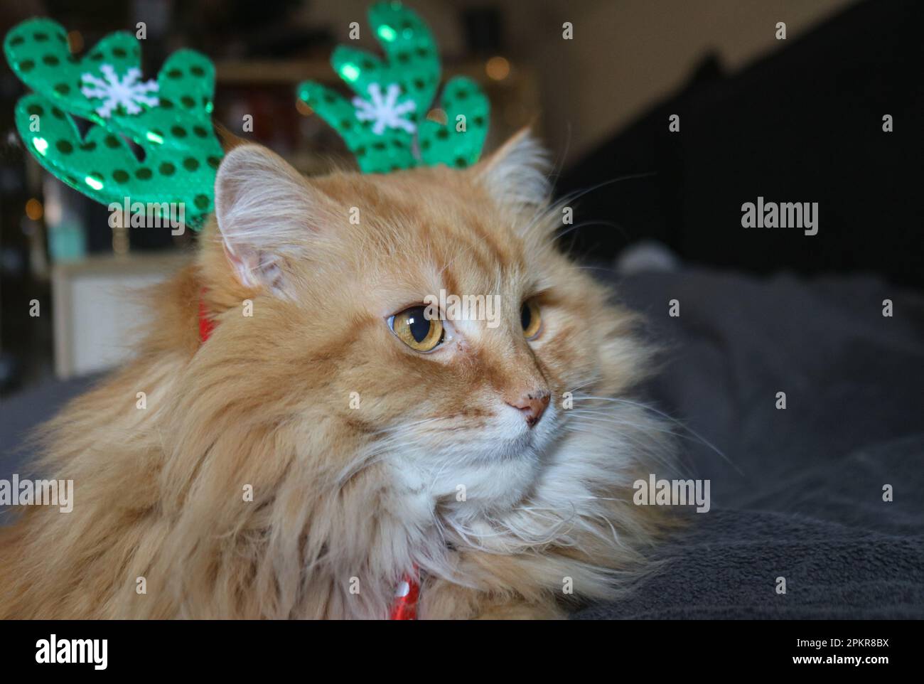 Ginger, fluffy cat Stock Photo - Alamy