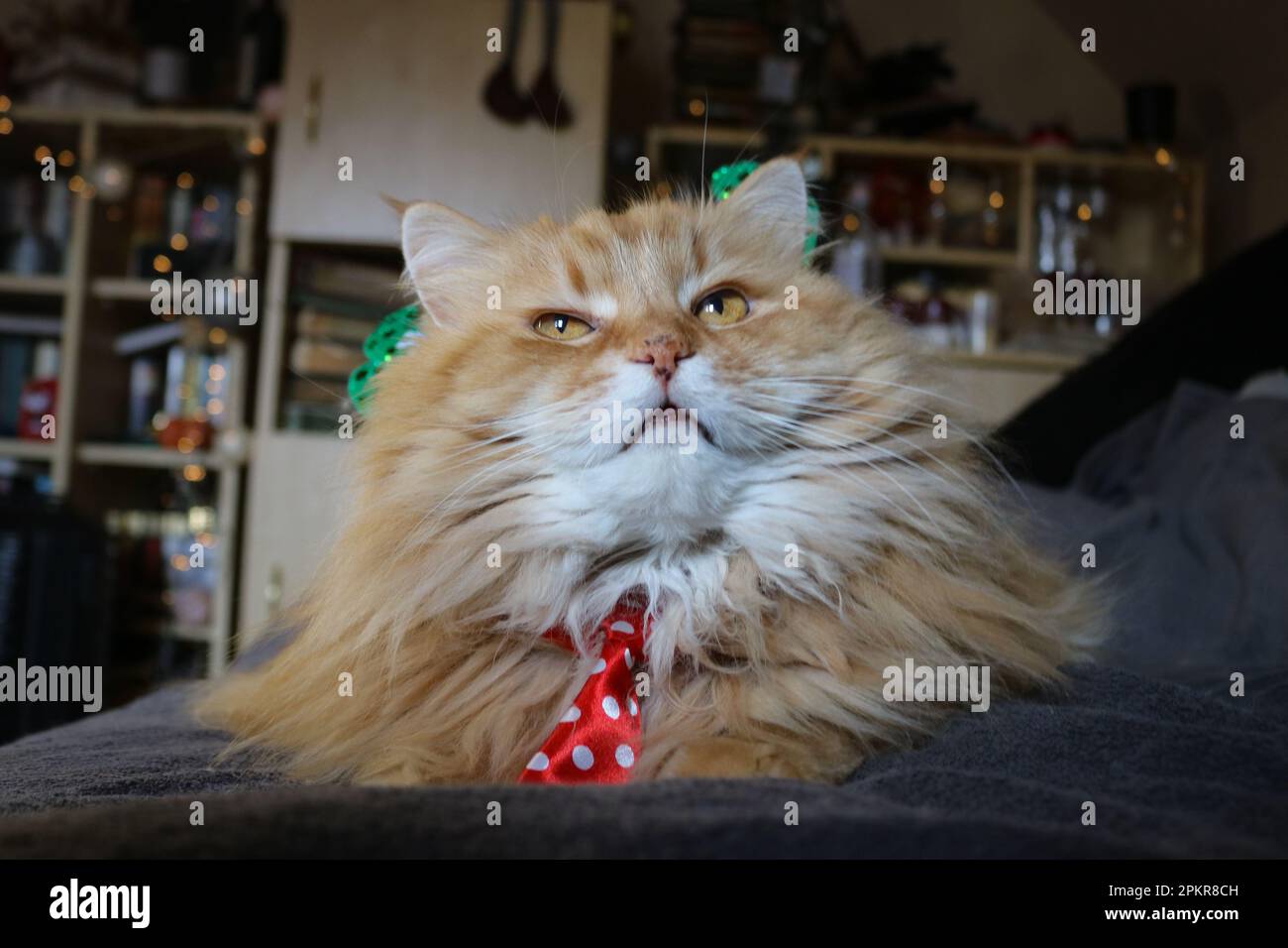 Ginger, fluffy cat Stock Photo - Alamy