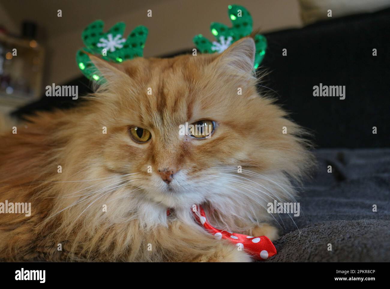 Ginger, fluffy cat Stock Photo - Alamy