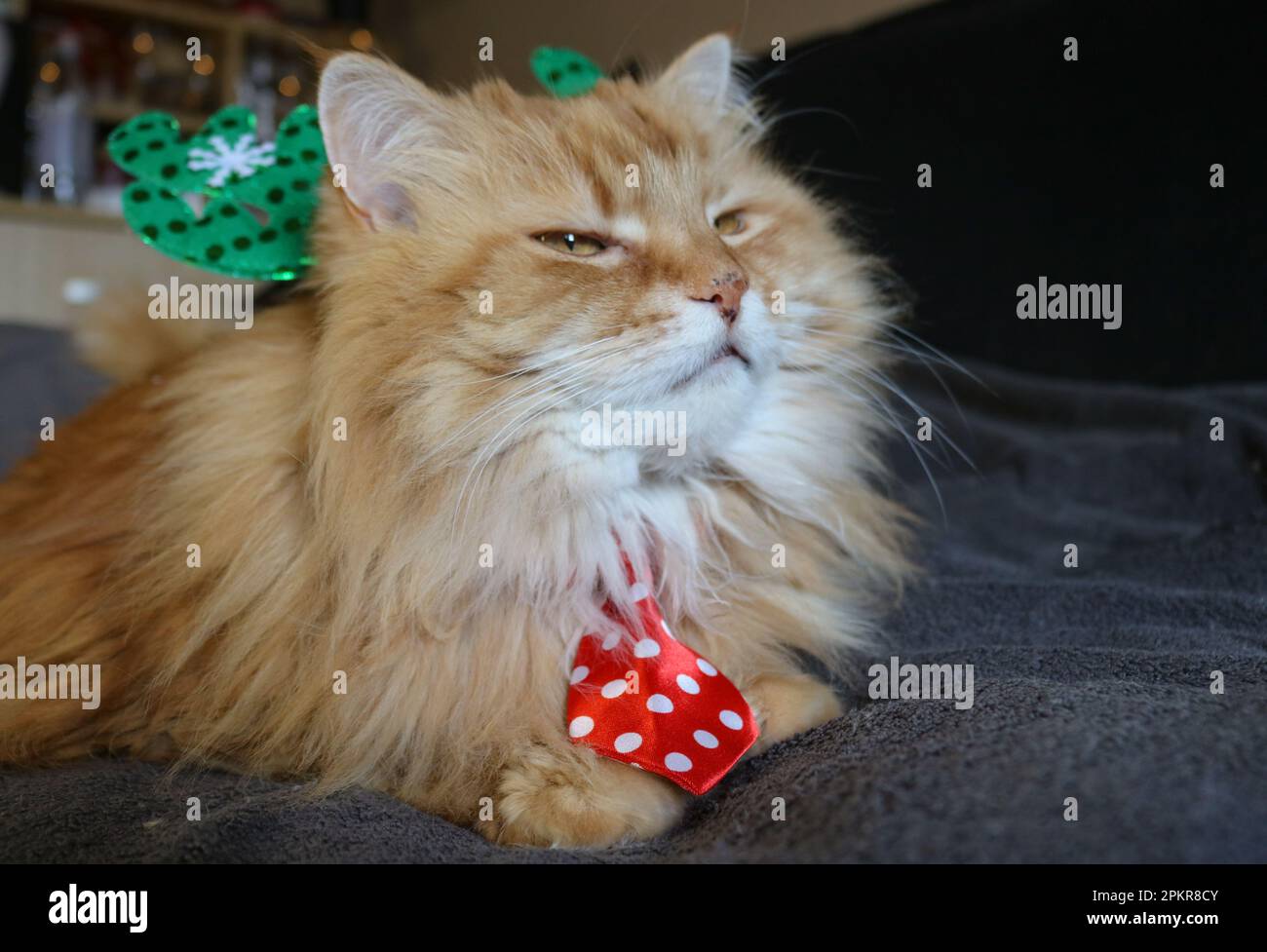 Ginger, fluffy cat Stock Photo - Alamy
