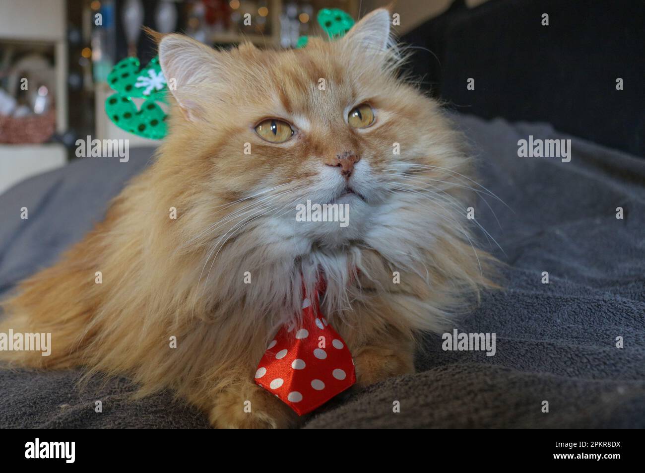 Ginger, fluffy cat Stock Photo - Alamy