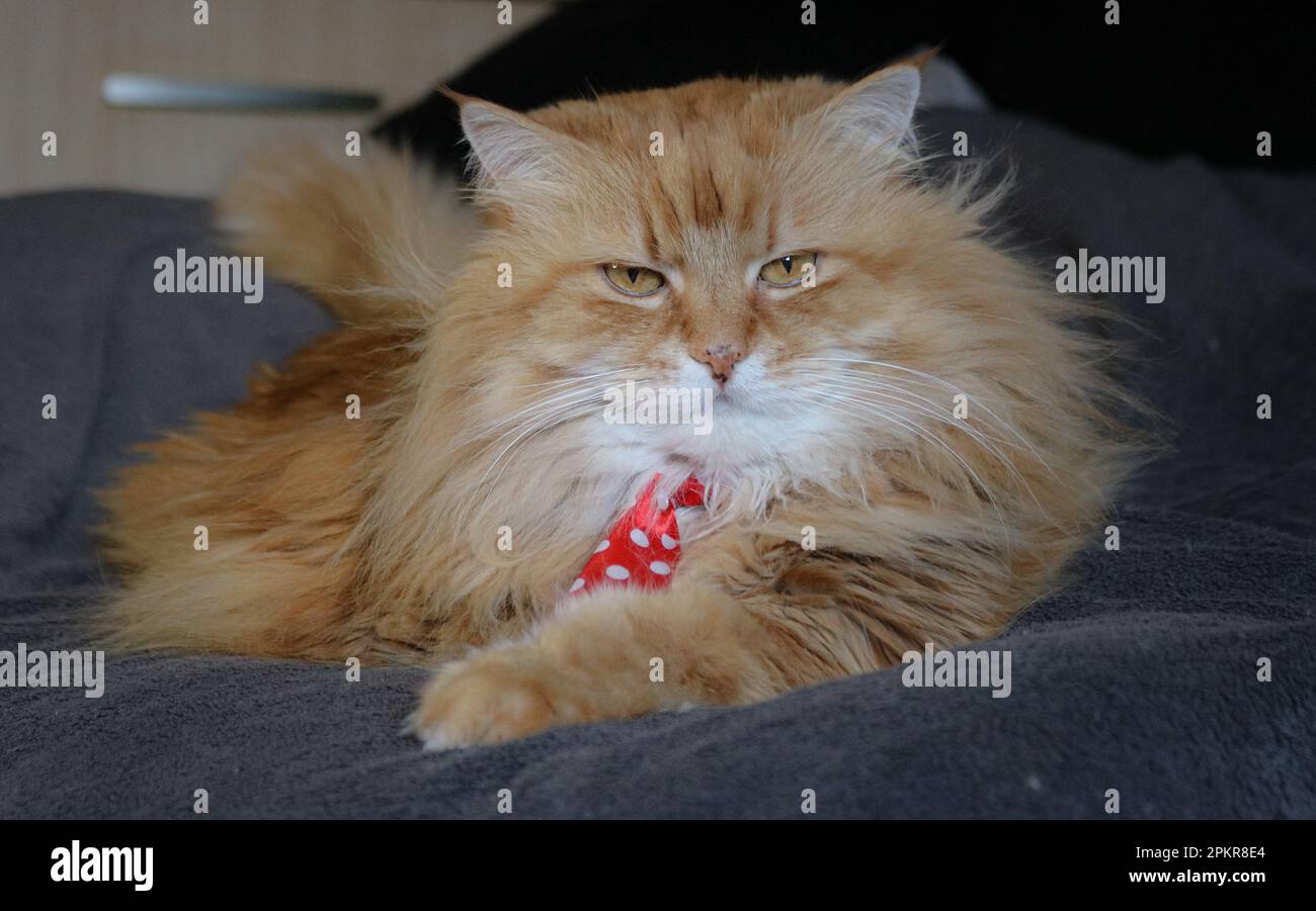 Ginger, fluffy cat Stock Photo - Alamy