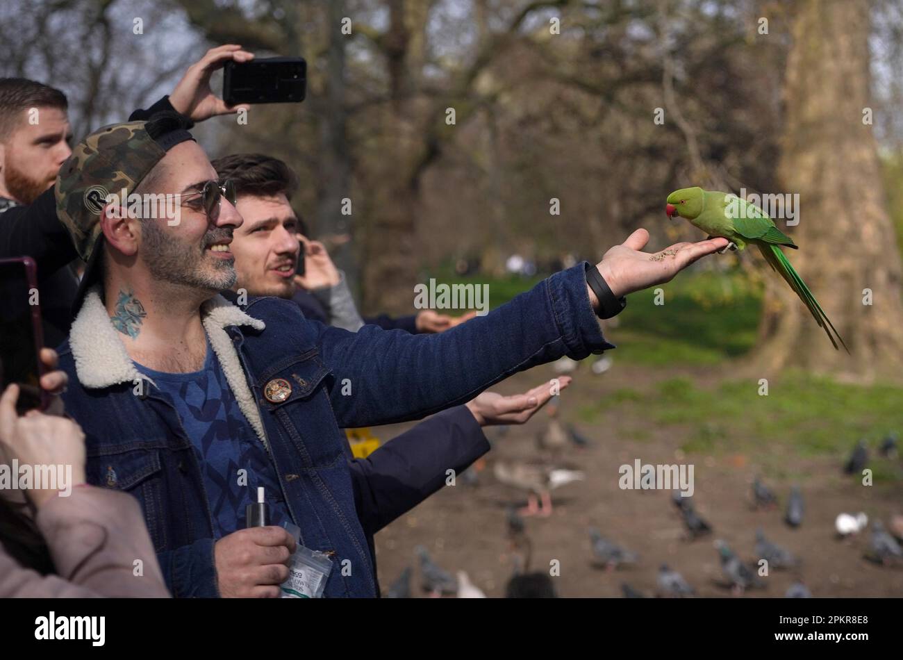People feeding parakeets in St James's Park in London. Picture date ...