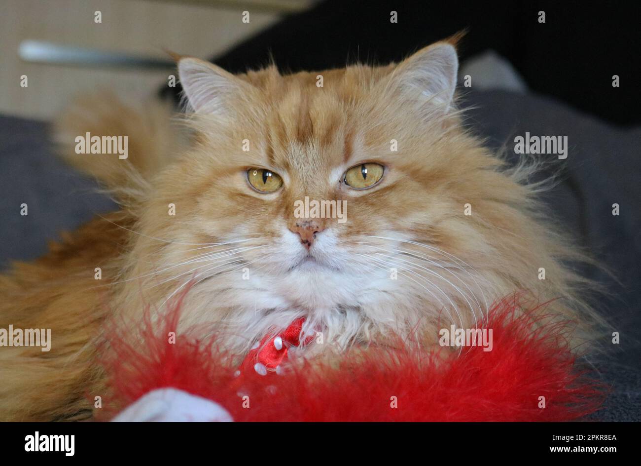 Ginger, fluffy cat Stock Photo - Alamy