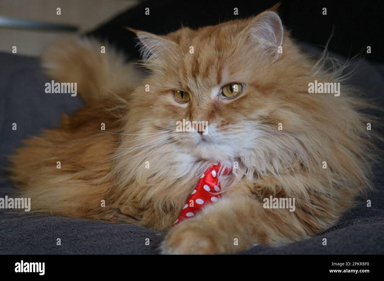 Ginger, fluffy cat Stock Photo - Alamy