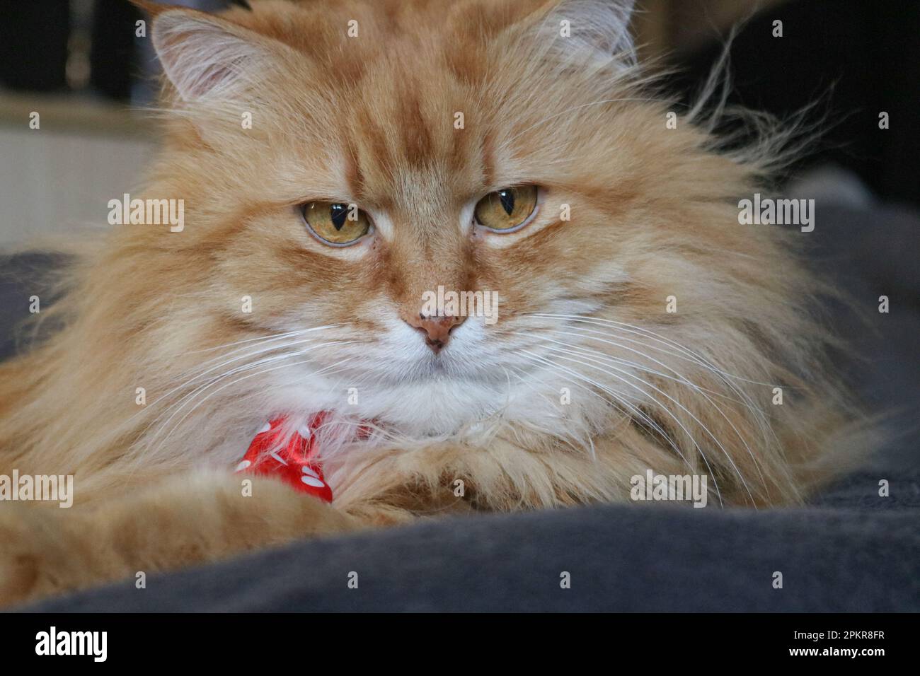 Ginger, fluffy cat Stock Photo - Alamy