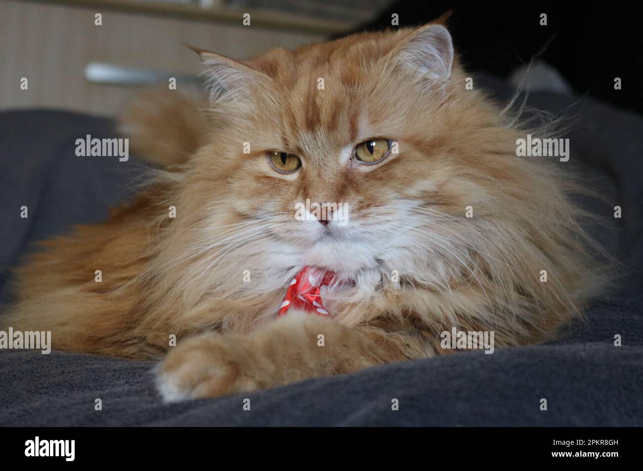 Ginger, fluffy cat Stock Photo - Alamy