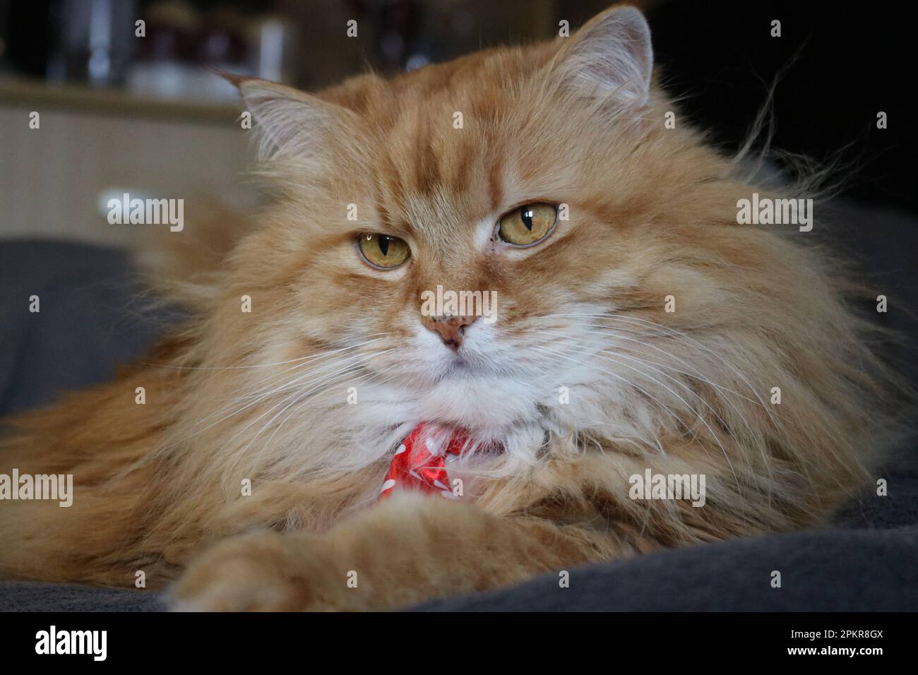 Ginger, fluffy cat Stock Photo - Alamy