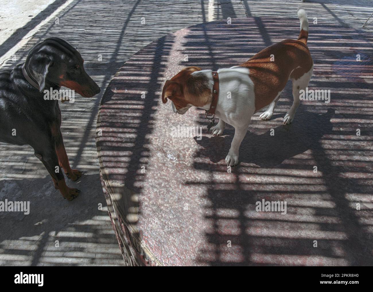 Doberman and Jack Russel dogs watching fly on marble table at the ...