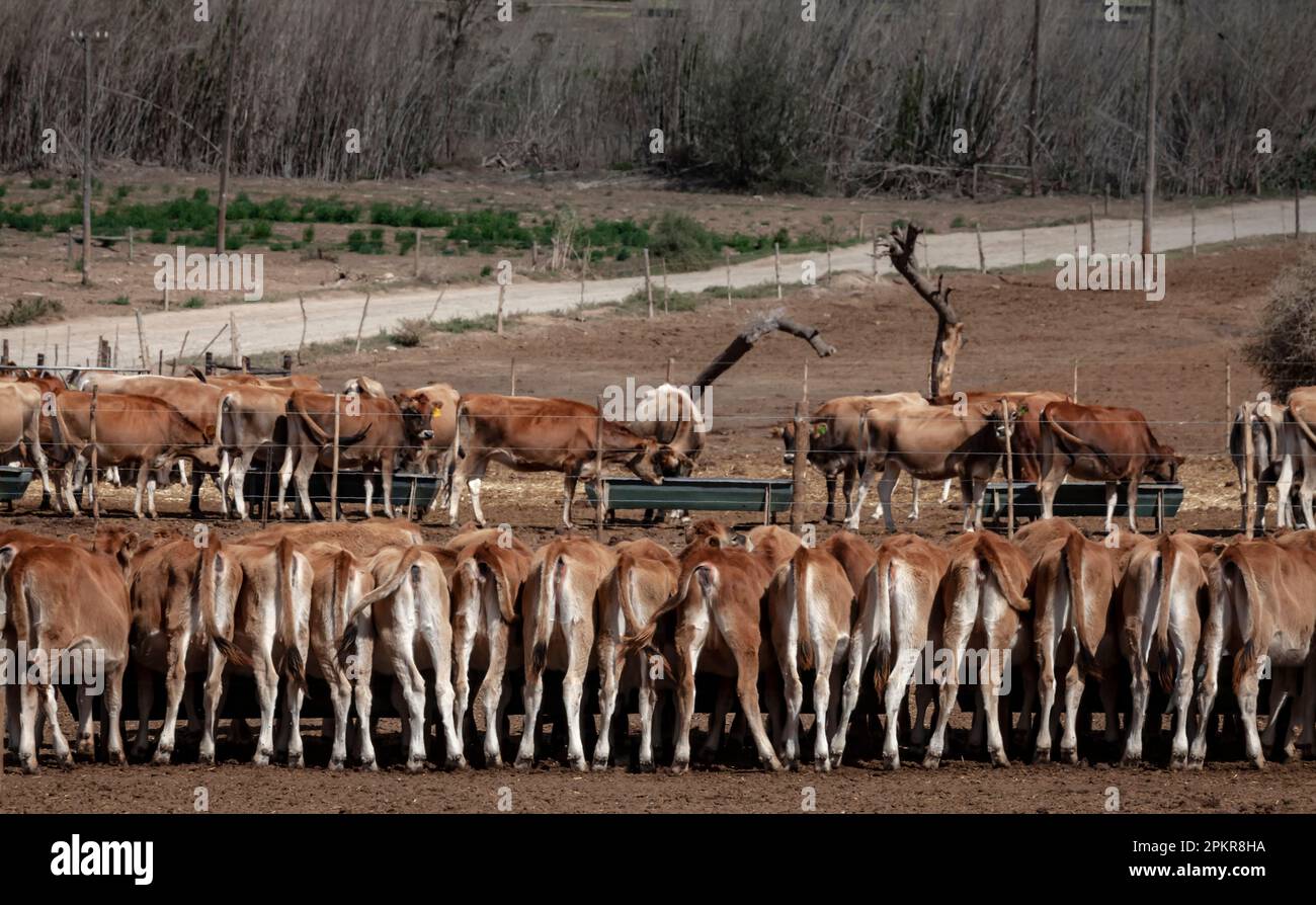 Jersey milk cows on a farm near Van Wyksdorp Stock Photo - Alamy