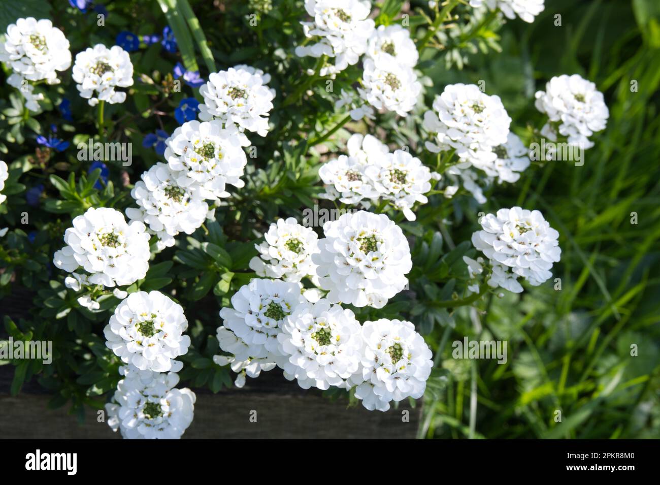 Pure while spring flowers of perennial candy tuft Iberis sempervirens ...
