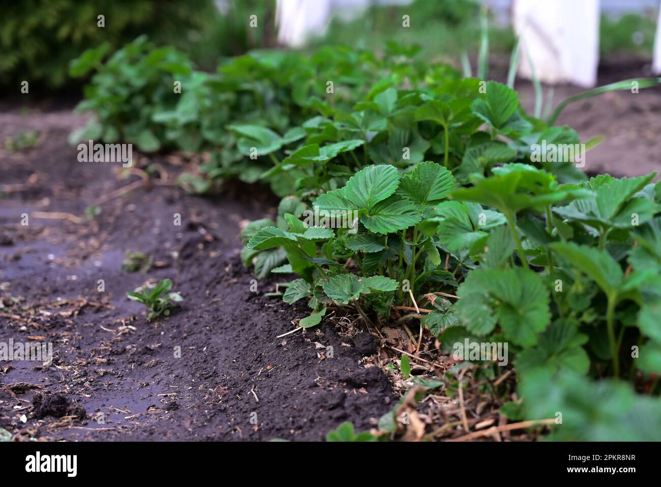 Row of young strawberry bushes with green leaves on bed. Seasonal works ...