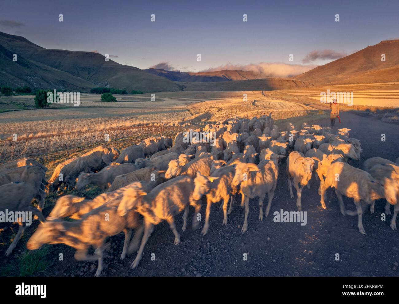 A shepherd moves his flock of recently sheared sheep along a country ...