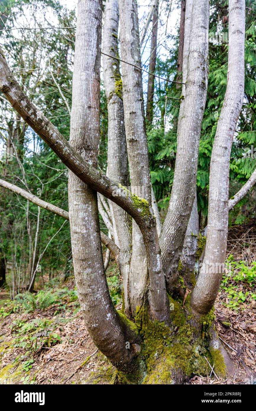 An interesting tree along the path at Bellevue Botanical Garden in ...