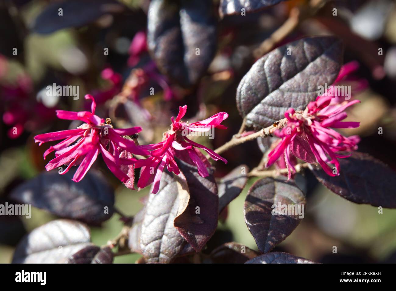 Bright pink spring flowers and red foliage of Loropetalum chinensis or ...
