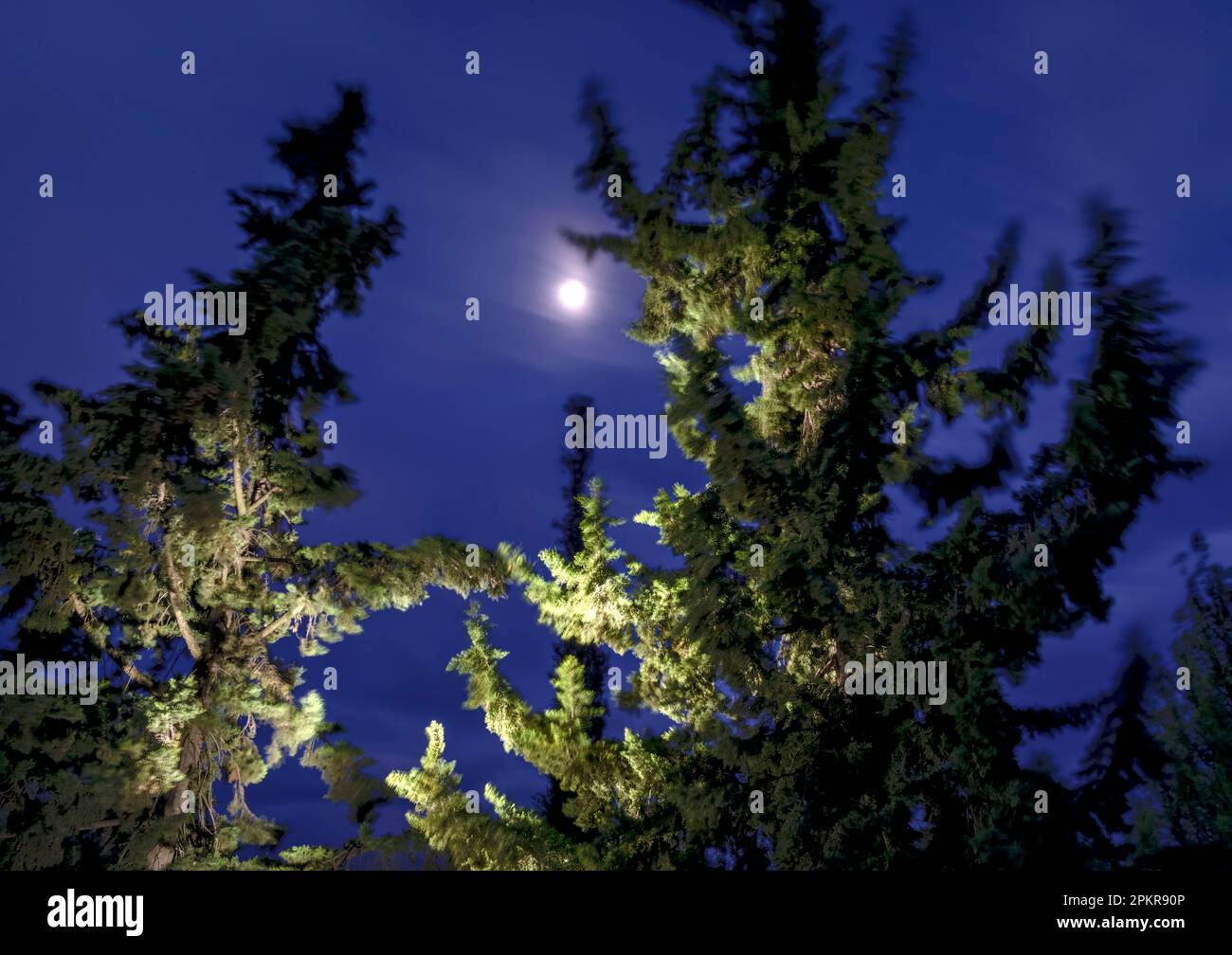 Cedar trees in the Strydom family cemetery blow in the wind under a ...