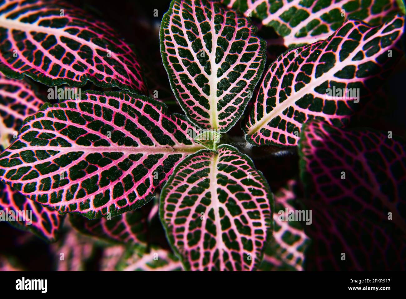 leaves of silver nerve plant or Fittonia albivenis grown in the pot as ...