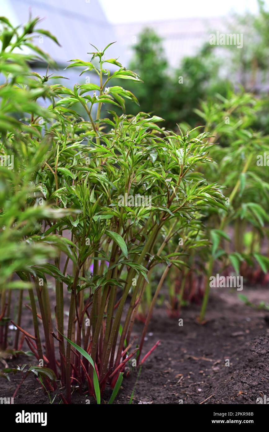 Paeonia bud brown hi-res stock photography and images - Alamy