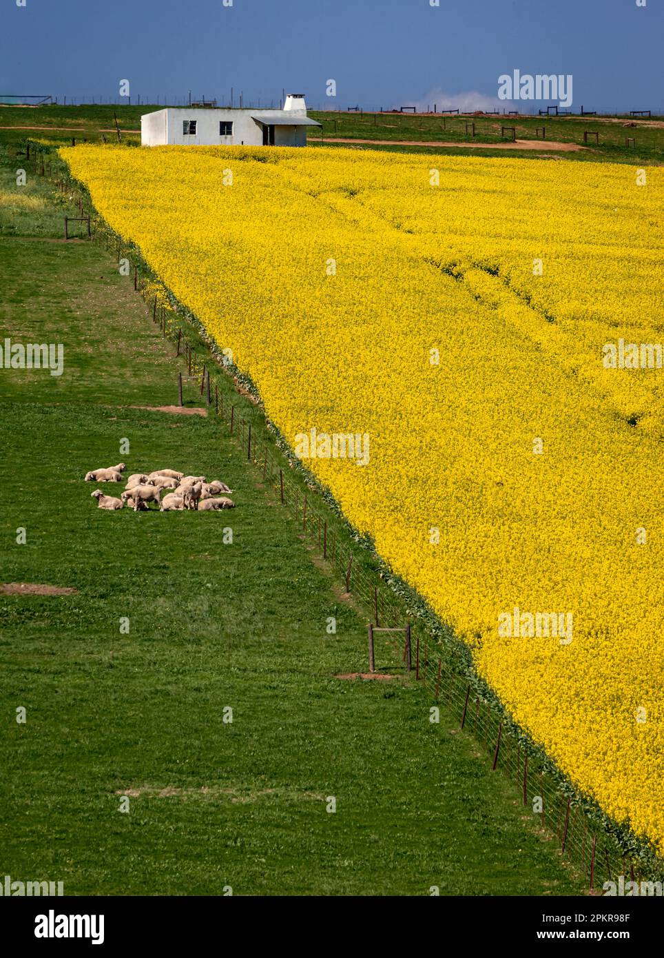 Sheep lie next to a Conola field near the town of Caledon in the ...