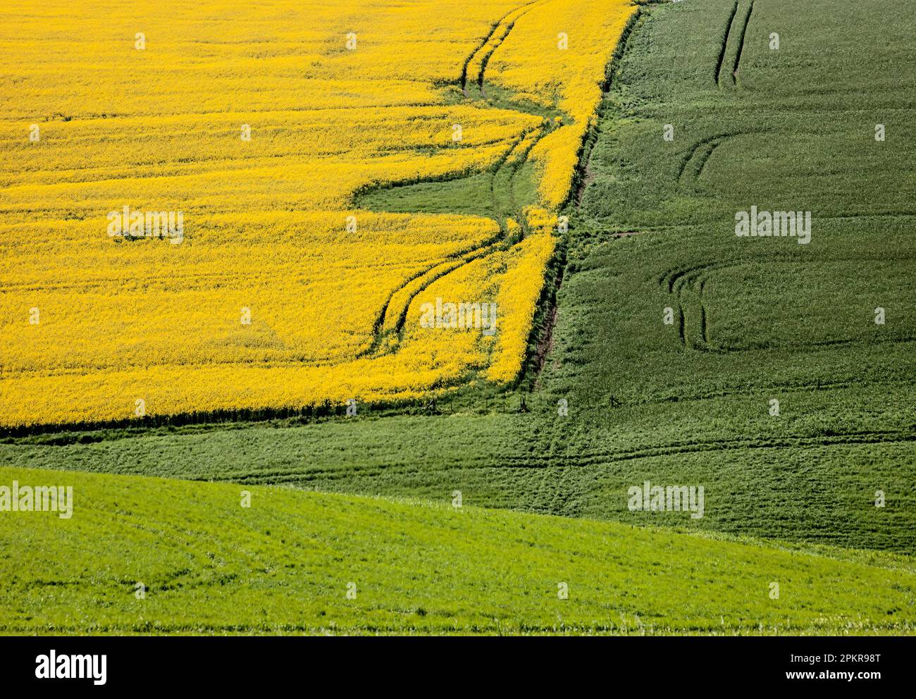 A field of Canola meets the wheat fields of the Overberg area in the ...
