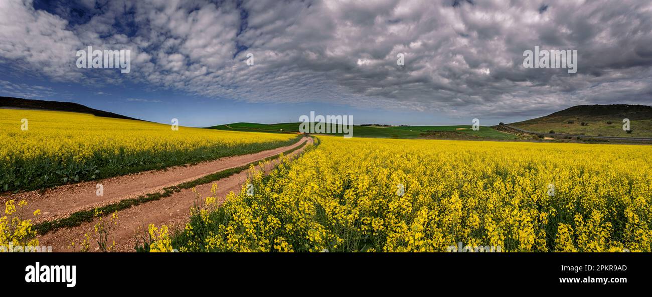 A double image panorama takes in Canola field scene near the farming ...