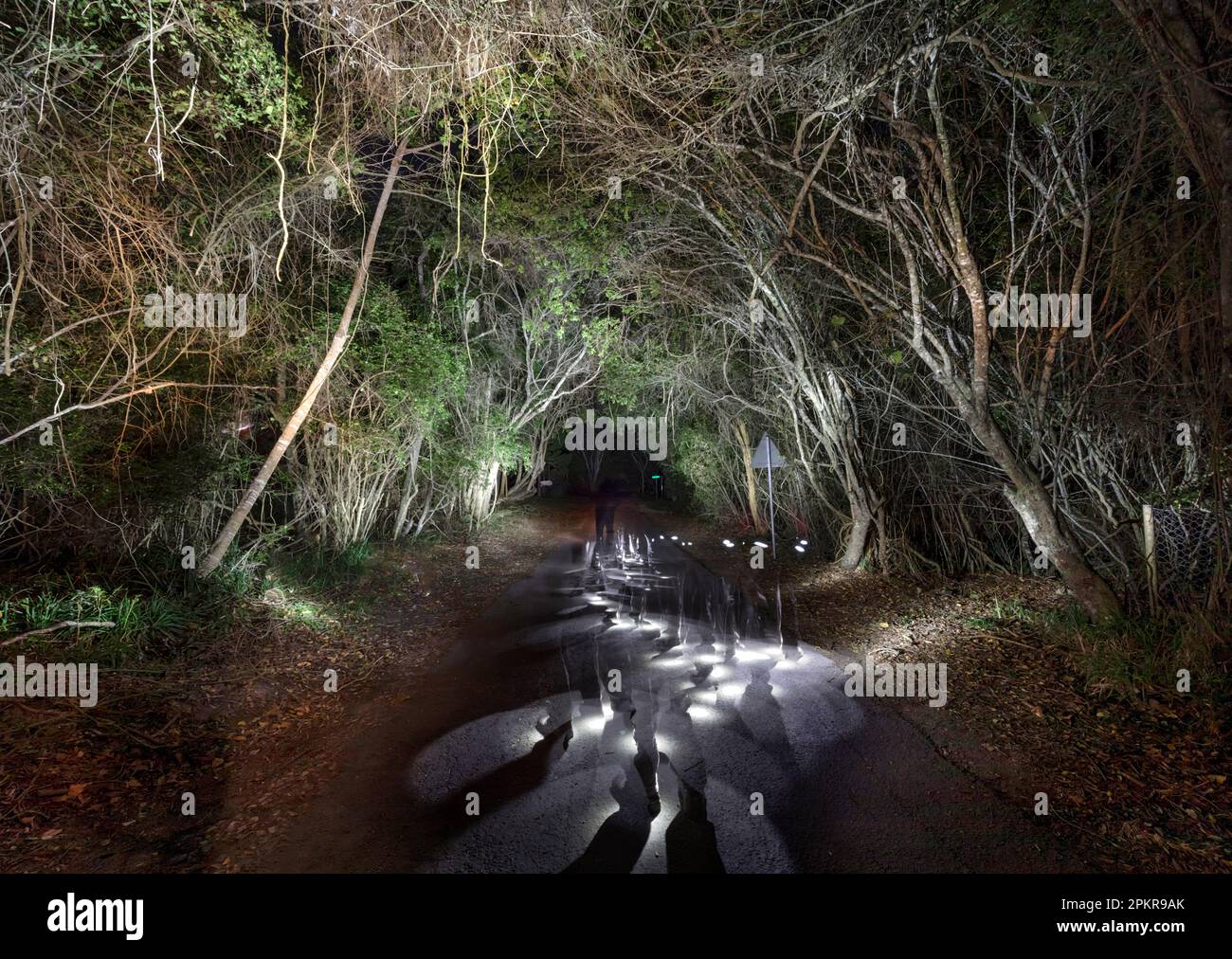 A time exposure of feet and lights walking down the tree covered Forest ...