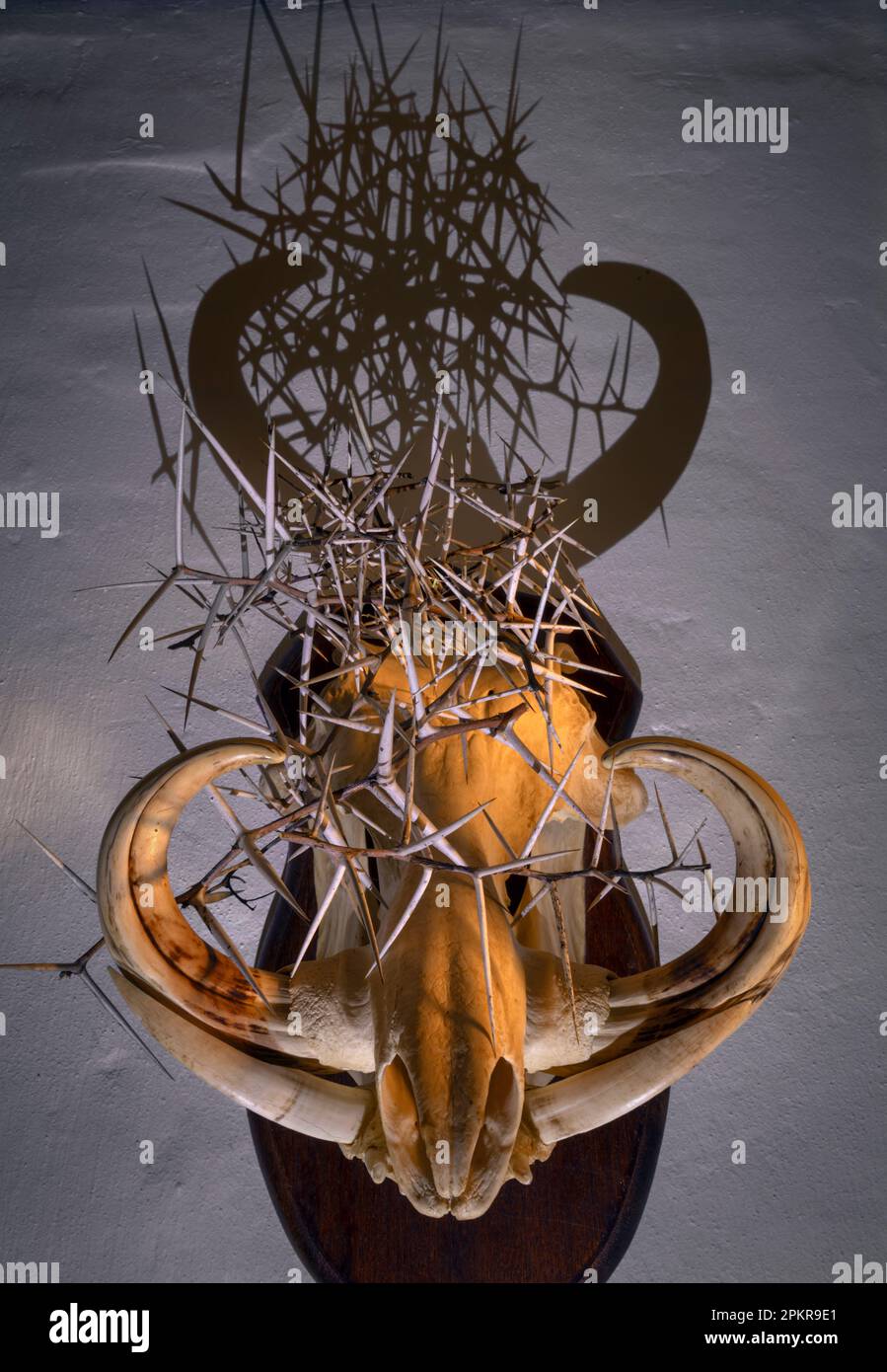 A Warthog skull with Acacia Karoo thorns Stock Photo - Alamy