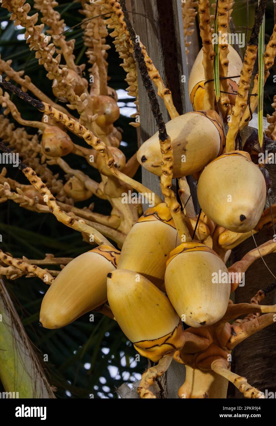The coconuts on Lamu Island Stock Photo - Alamy
